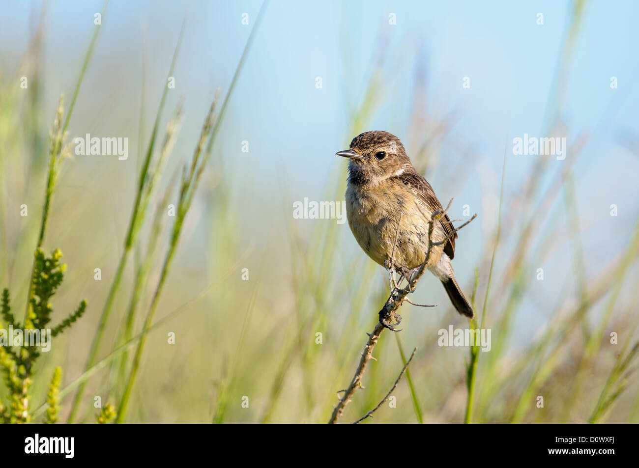 Braunkehlchen Weibchen, Saxicola rubetra, Female Whinchat Stock Photo ...