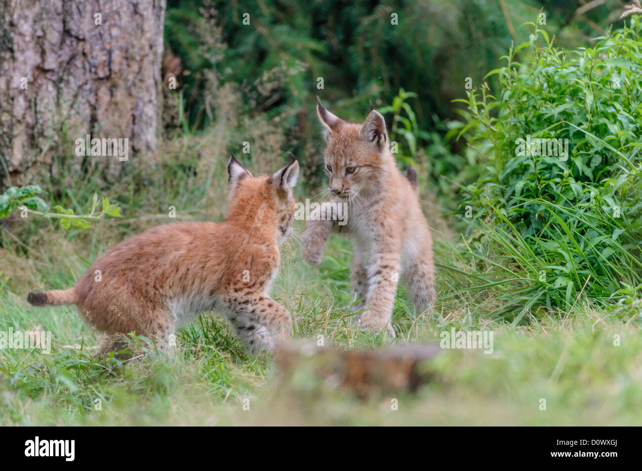 Eurasischer Luchs ,Lynx lynx, eurasian lynx Stock Photo - Alamy