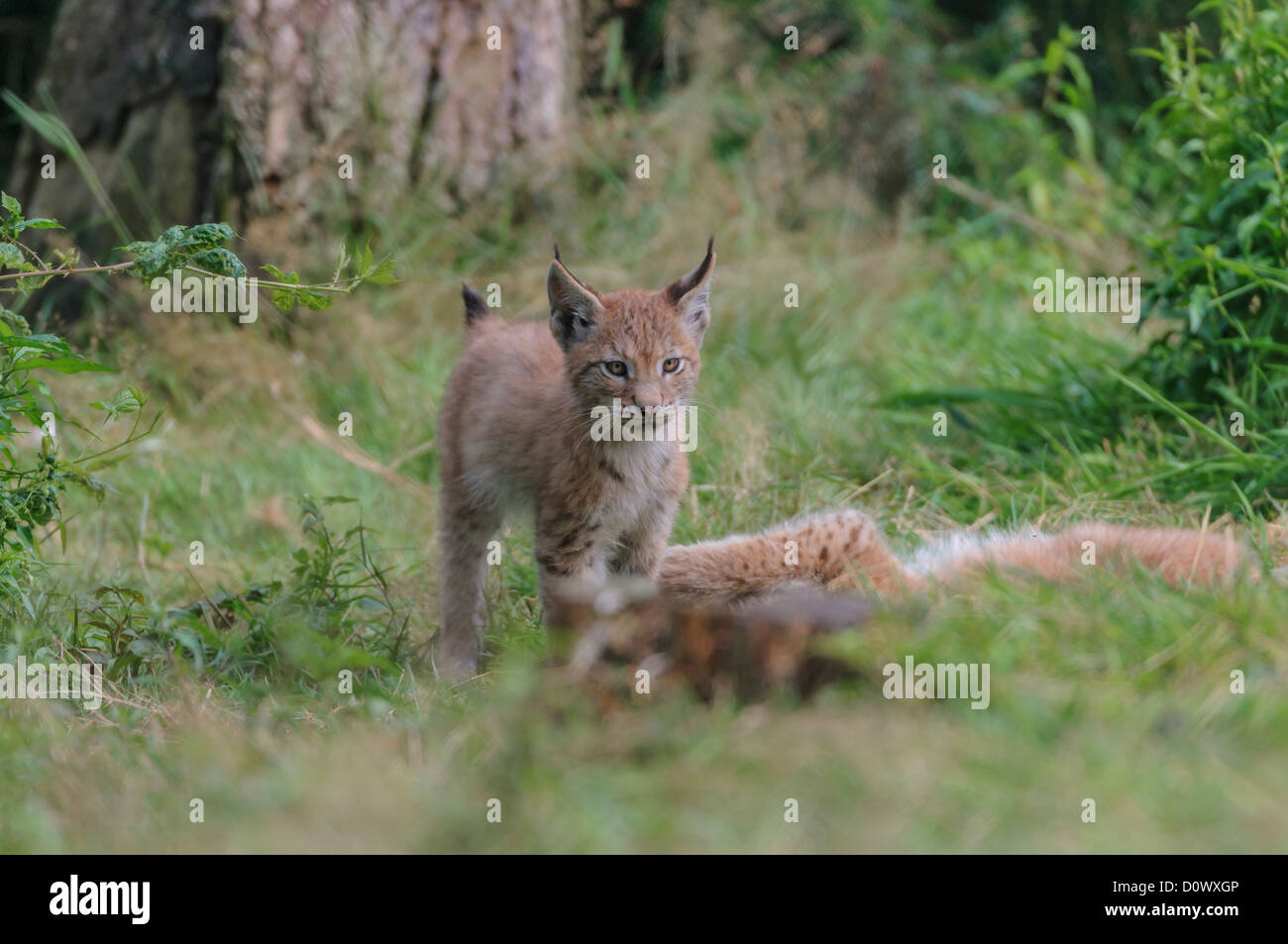Eurasischer Luchs ,Lynx lynx, eurasian lynx Stock Photo - Alamy