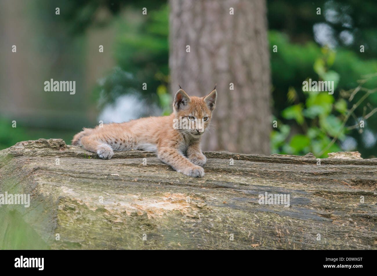 Eurasischer Luchs ,Lynx lynx, eurasian lynx Stock Photo - Alamy