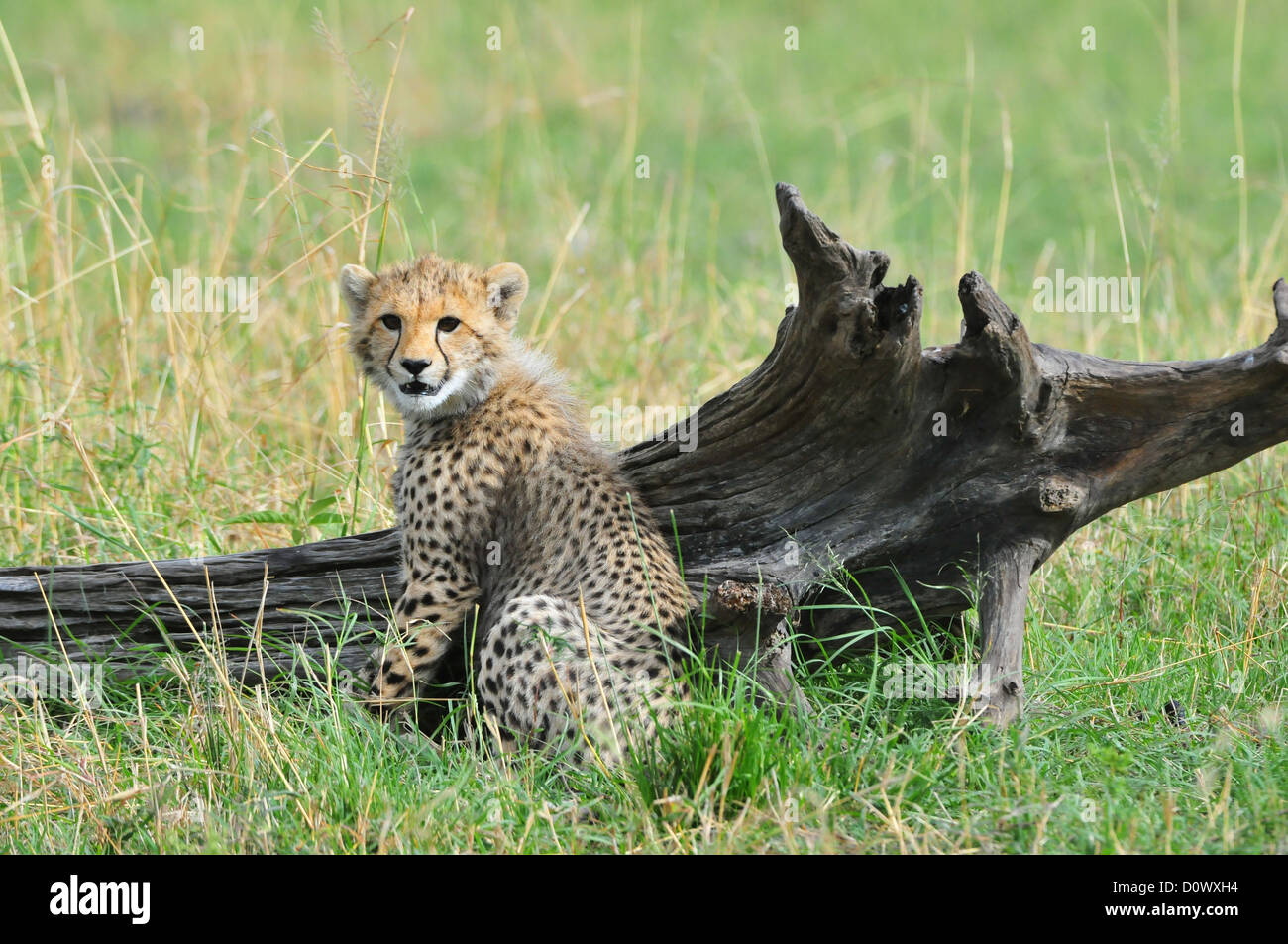 Baby cheetah tree hi-res stock photography and images - Alamy
