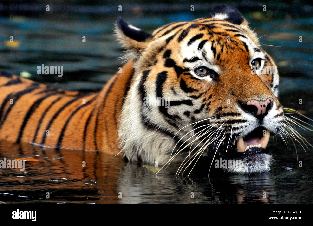 Dec. 2, 2012 - Kuala Lumpur, Malaysia - A Malayan Tiger swims at the ...