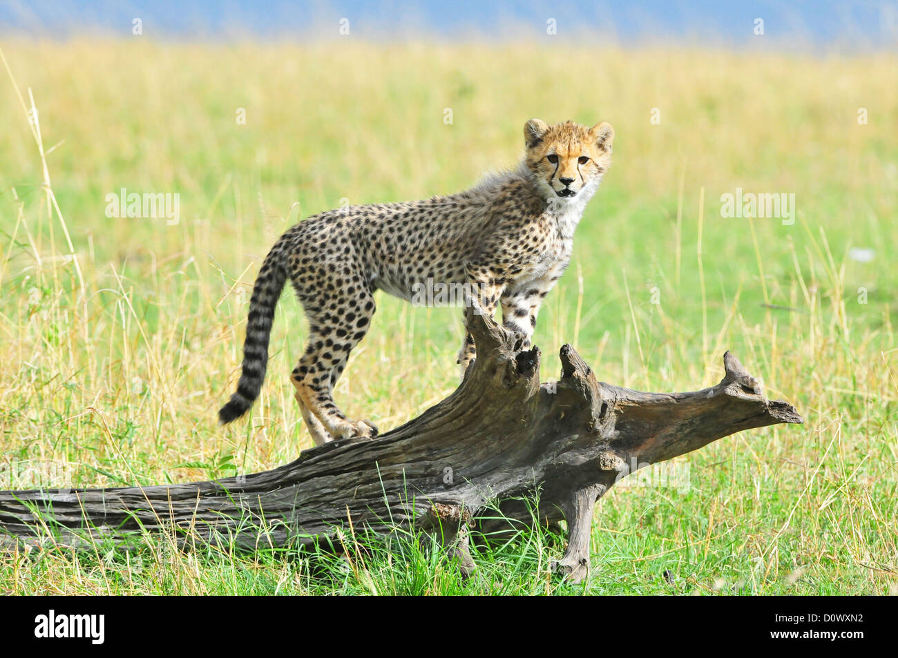 Baby cheetah tree hi-res stock photography and images - Alamy