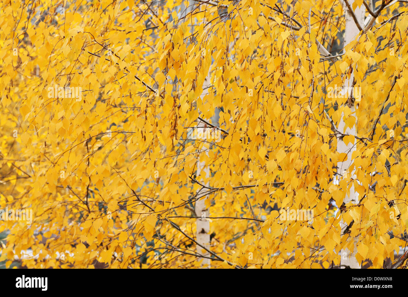 Birch trees with autumn yellow leaves hi-res stock photography and ...