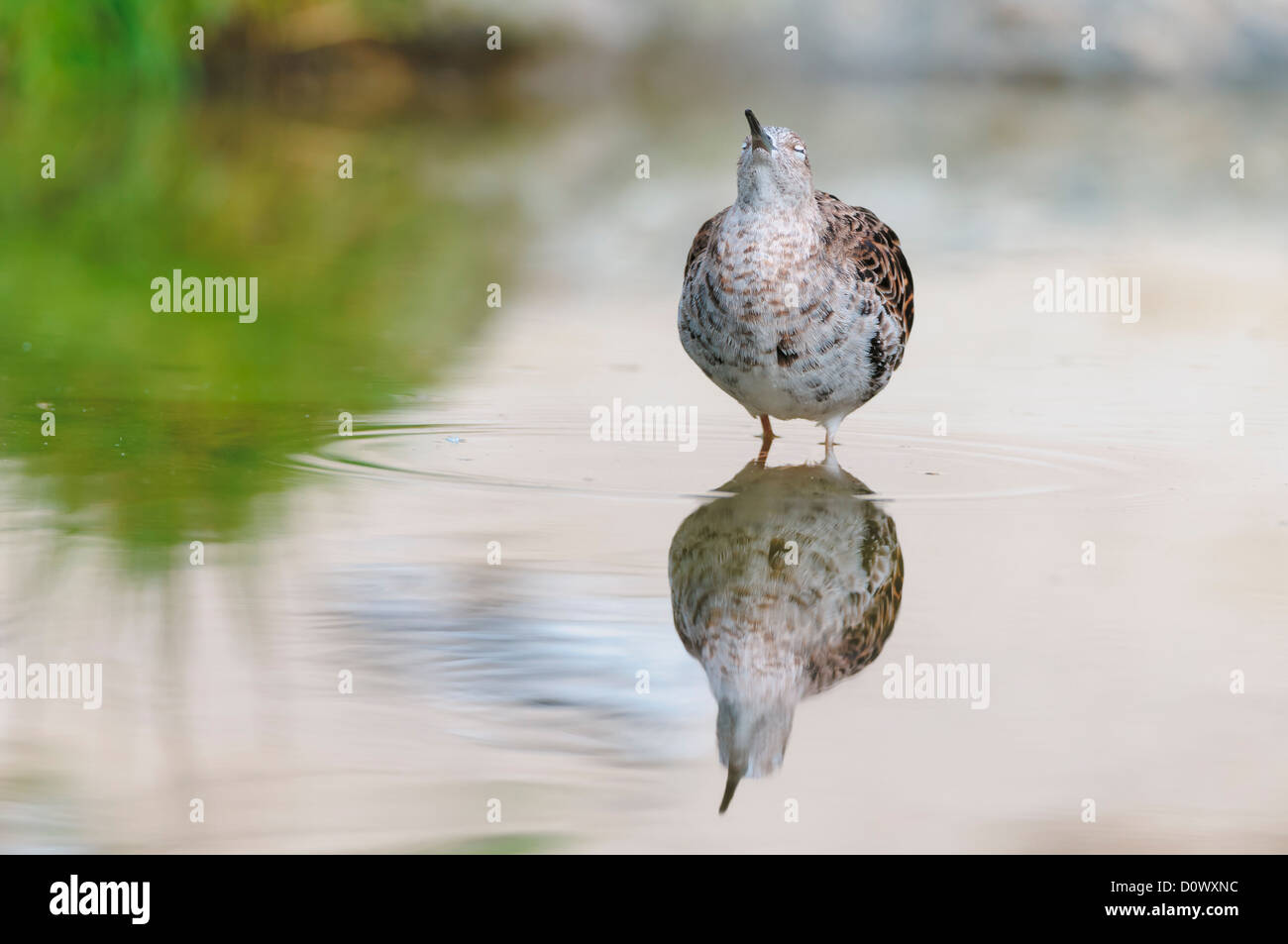 Kampfläufer Weibchen, Philomachus pugnax, female ruff Stock Photo - Alamy