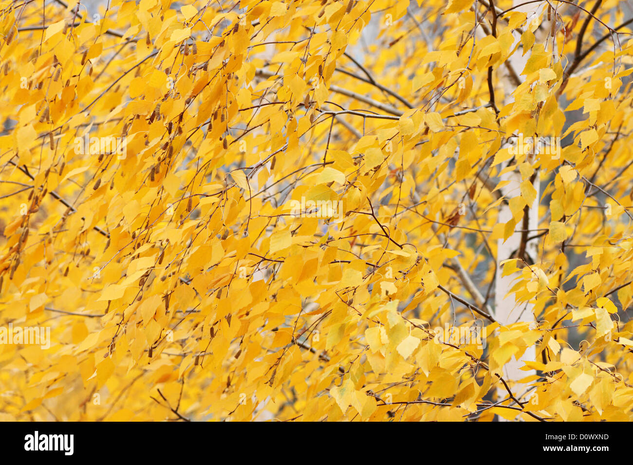 Birch tree yellow autumn hi-res stock photography and images - Alamy