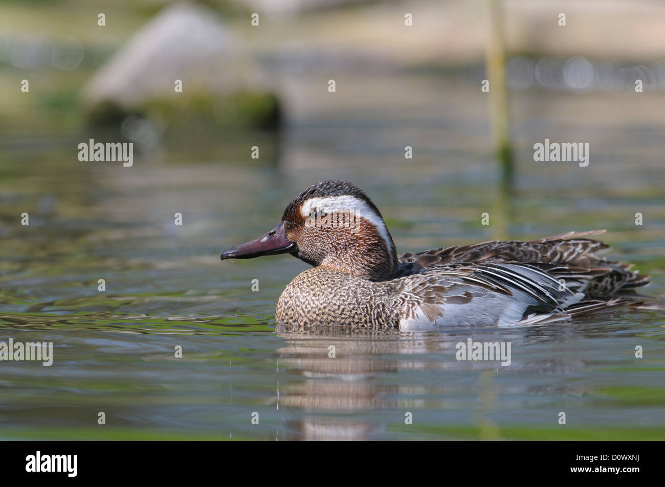 Knäkente,Anas querquedula, Garganey duck Stock Photo - Alamy