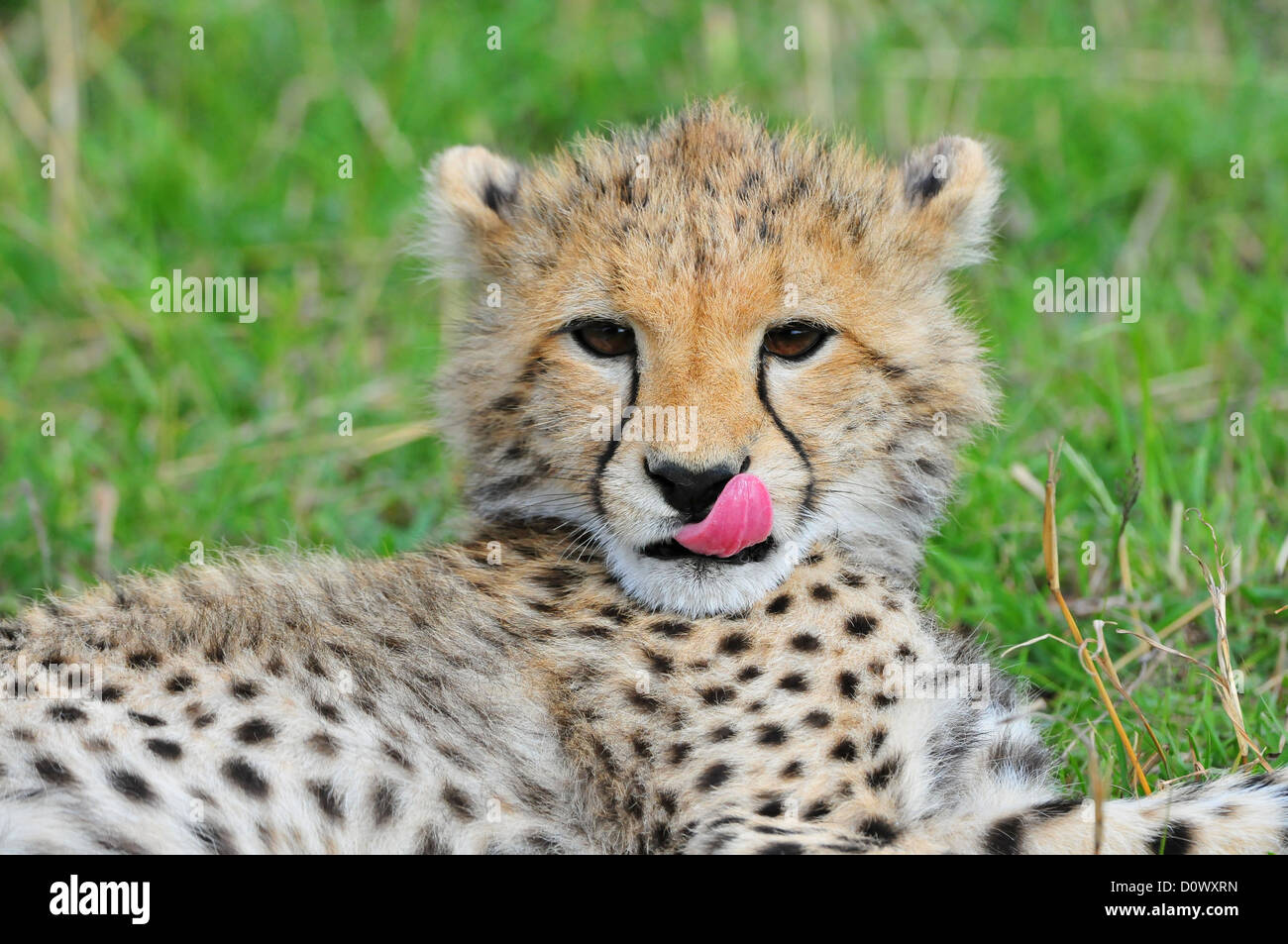 Cheetah tongue hi-res stock photography and images - Alamy