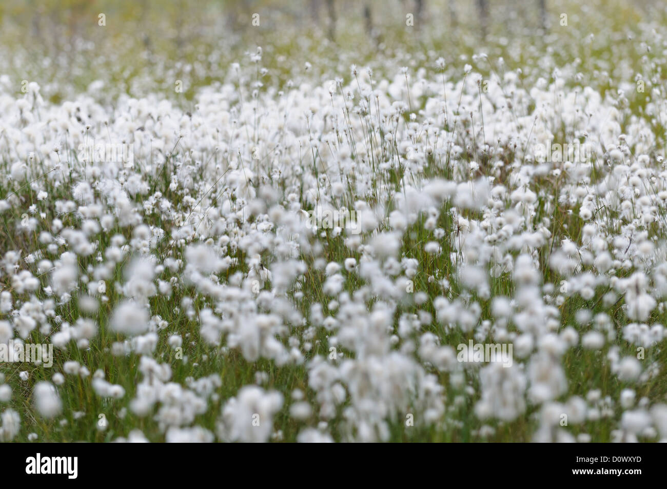 Moorlandschaft mit Wollgras, Eriophorum Stock Photo - Alamy