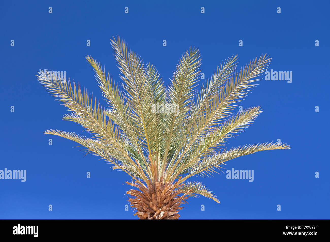 Date palm tree hi-res stock photography and images - Alamy