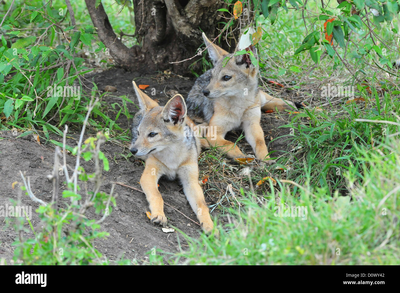 Black backed jackal pups hi-res stock photography and images - Alamy