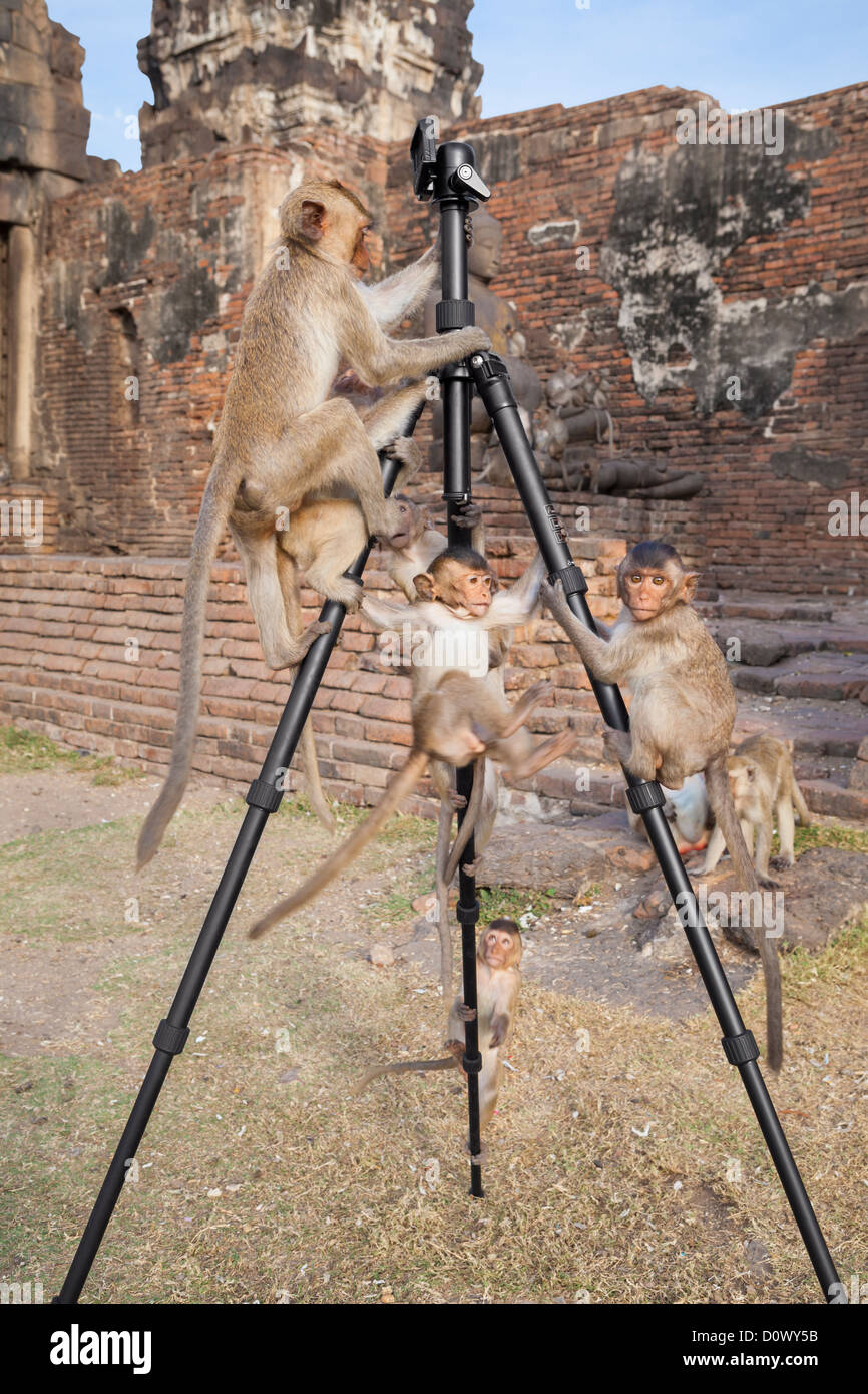 Photographers as monkeys hi-res stock photography and images - Alamy