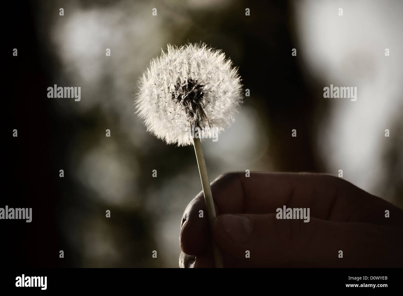 Hand holding dandelion close up hi-res stock photography and images - Alamy