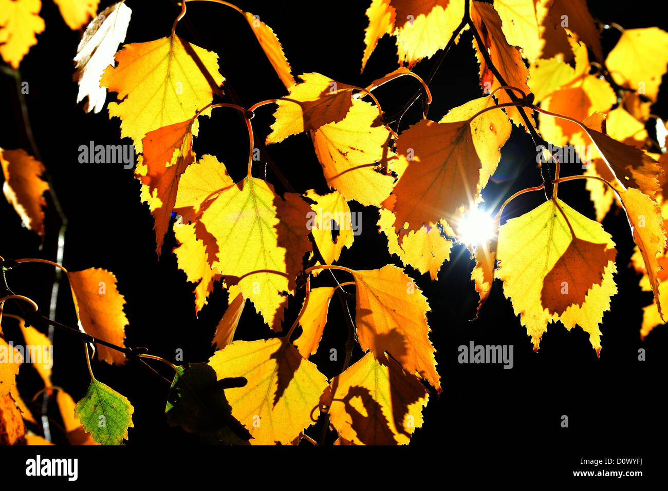 Birch Leaves in fall Stock Photo - Alamy