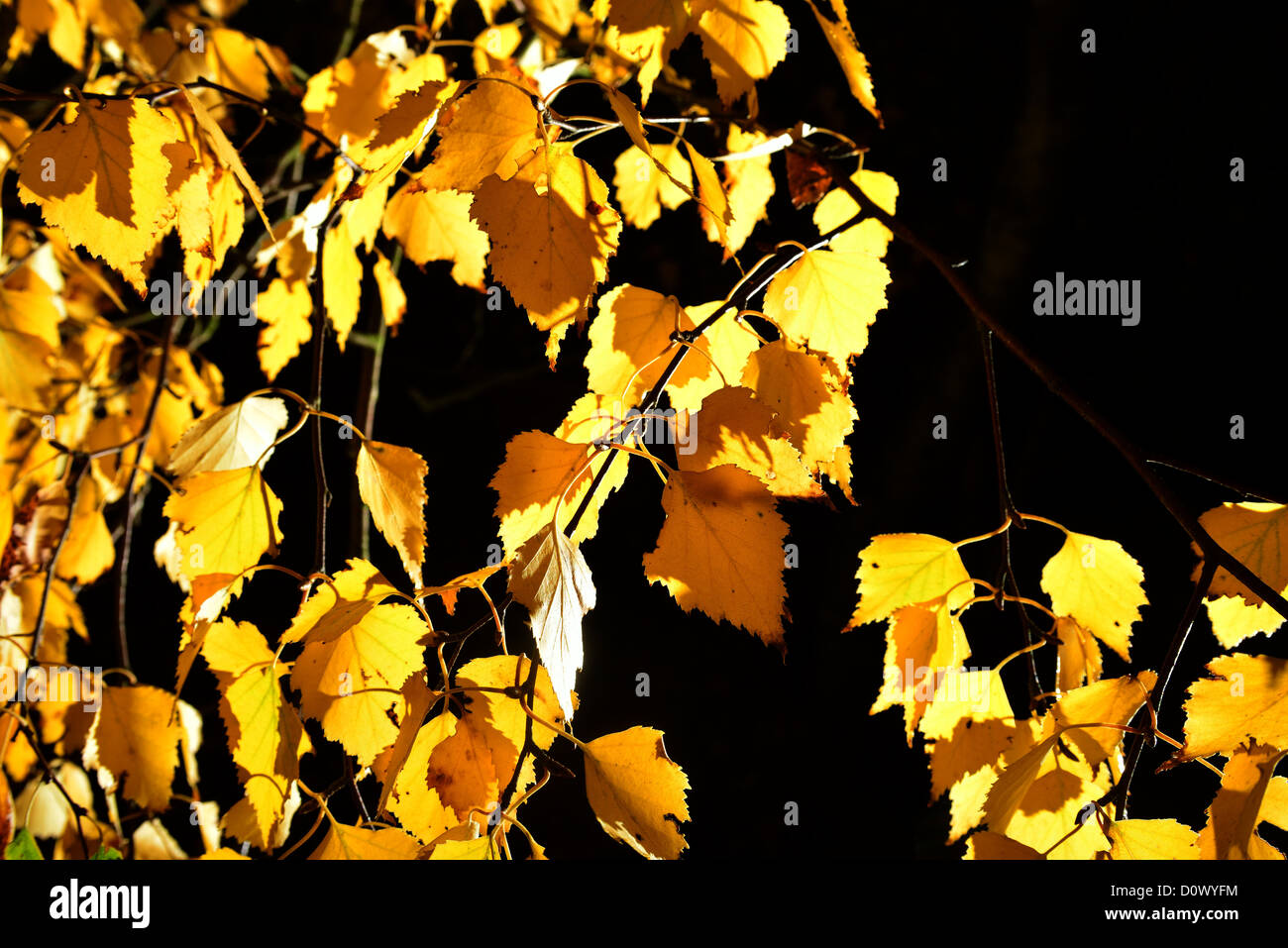 Birch Leaves in fall Stock Photo - Alamy
