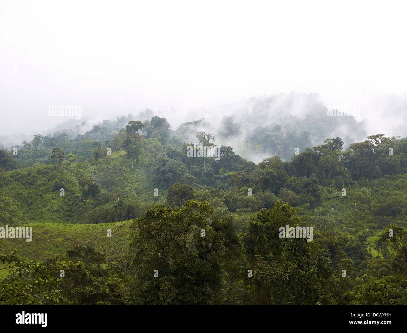 cloud forest with tropical vegetation; near Volcano Arenal National ...