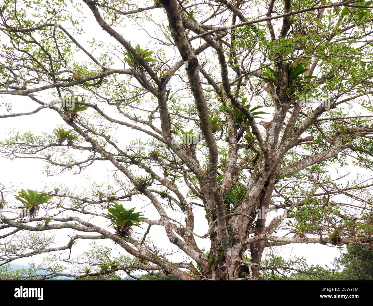 Epiphyte plant hi-res stock photography and images - Alamy