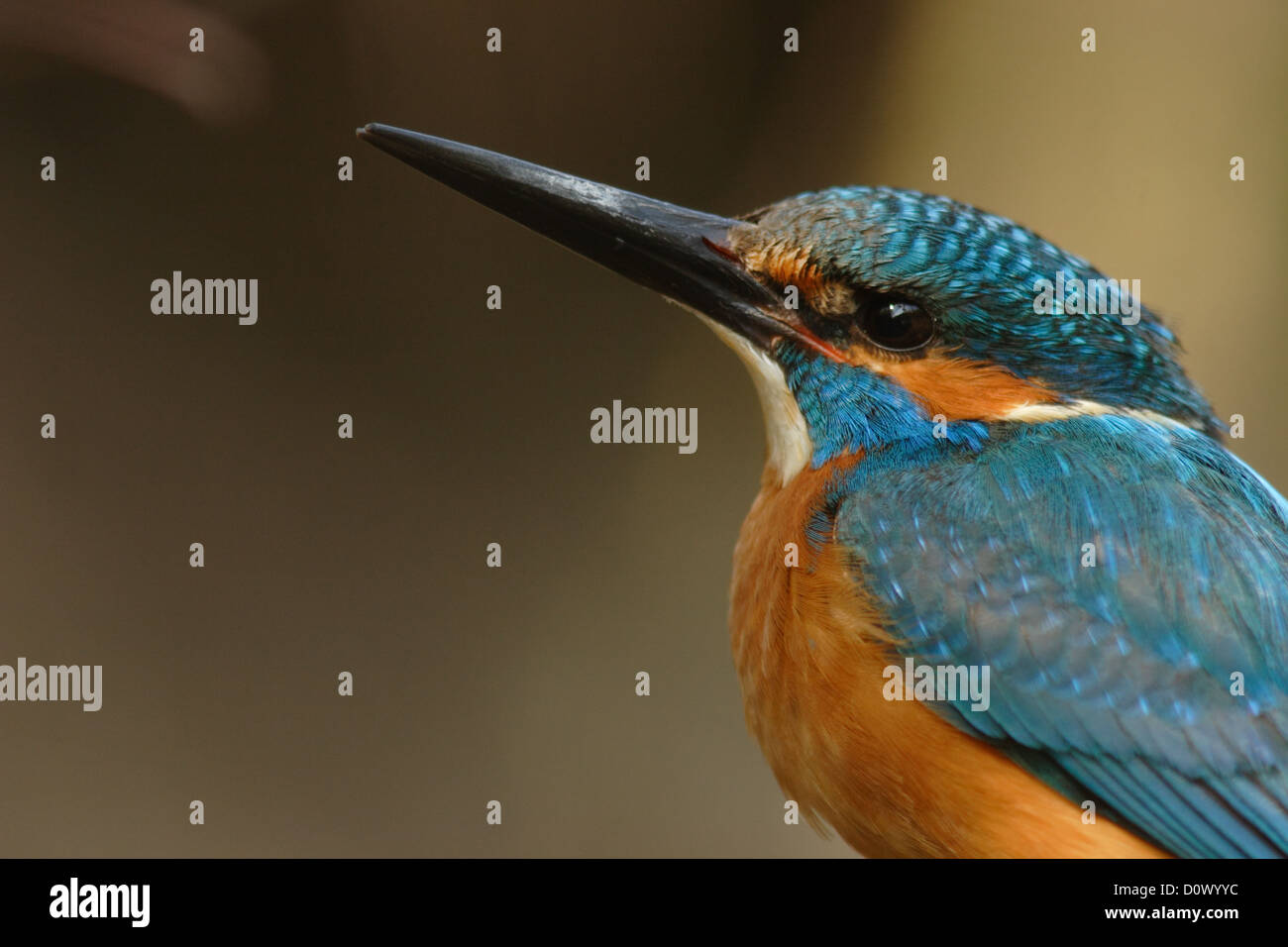Portrait of wild Kingfisher (Alcedo atthis), Europe Stock Photo - Alamy