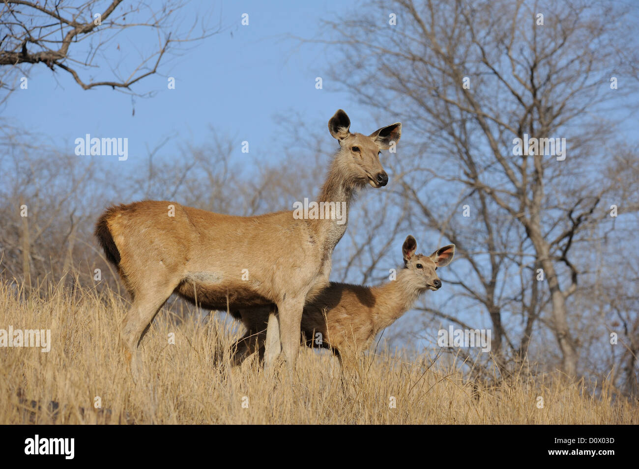 Alert female sambar deer (Rusa unicolor) with a fawn in the dry ...