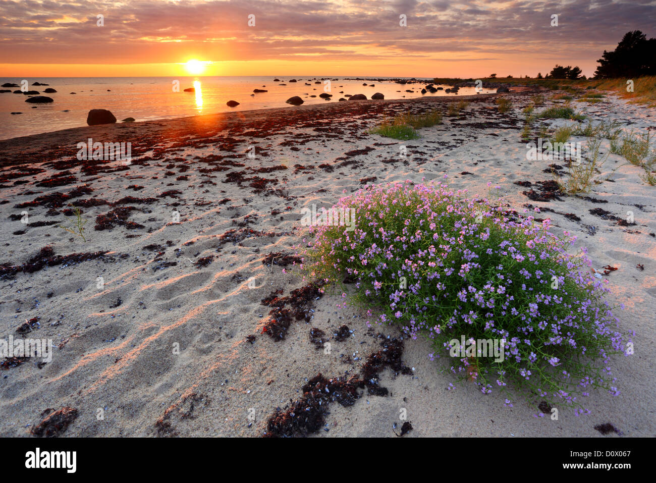 North coast of Hiiumaa island, Estonia, Europe Stock Photo - Alamy