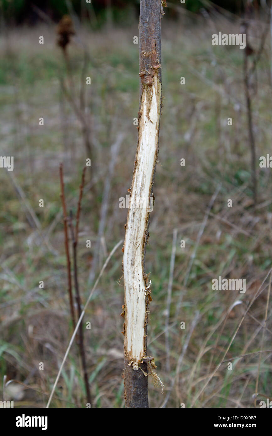 Small tree is rubbed by a buck s antlers during the rutting season ...