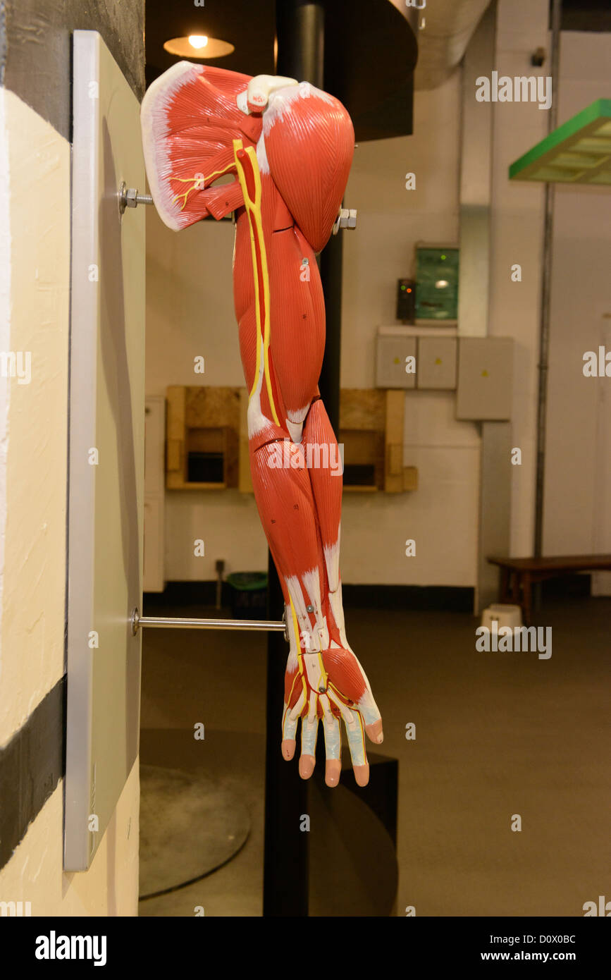exhibition arm human museum medical education part Stock Photo - Alamy