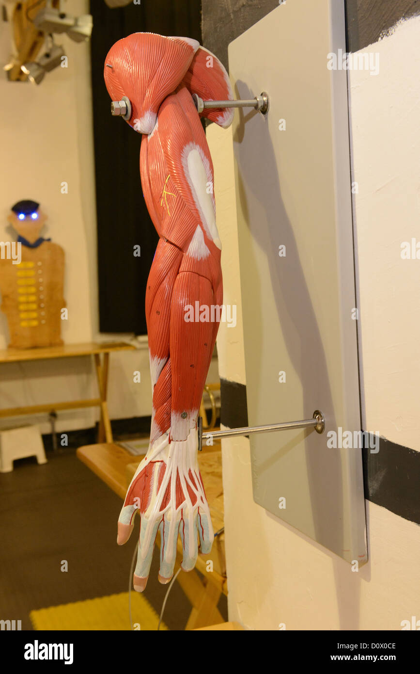 Arm human hi-res stock photography and images - Alamy