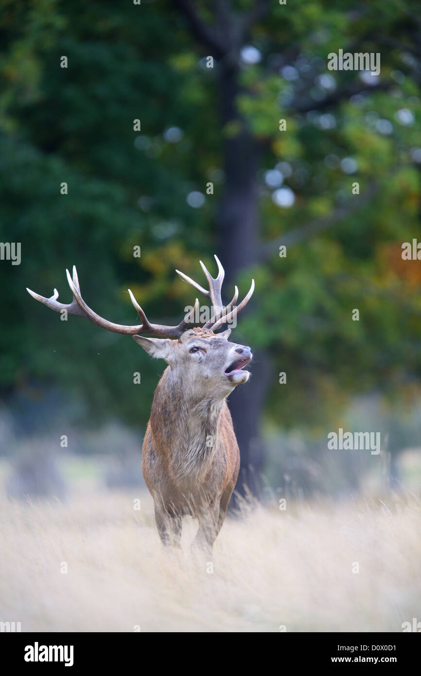 Male european red deer cervus hi-res stock photography and images - Alamy