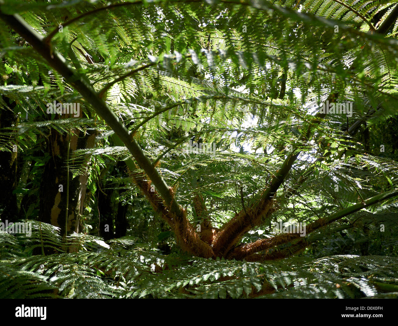 Tree Ferns in the cloud forest of Reserva Biologica Bosque Nubosa ...