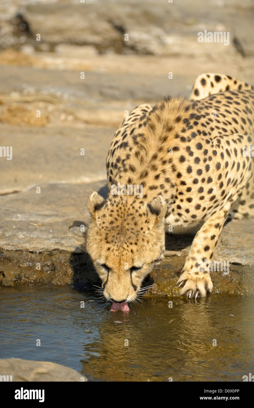 Cheetah drinking water hi-res stock photography and images - Alamy