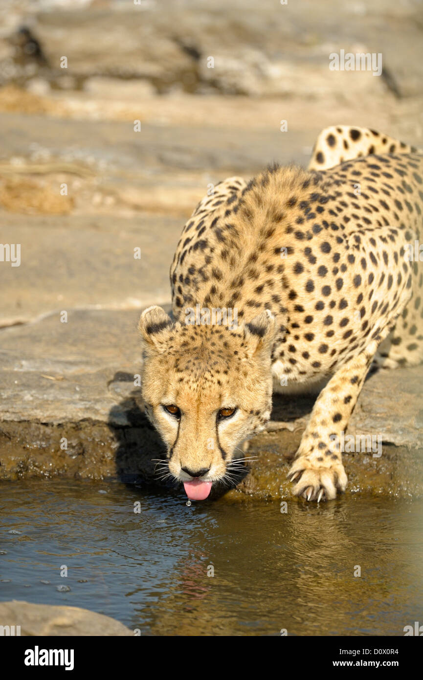 Cheetah drinking water from a rocky pool in Masai Mara Stock Photo - Alamy