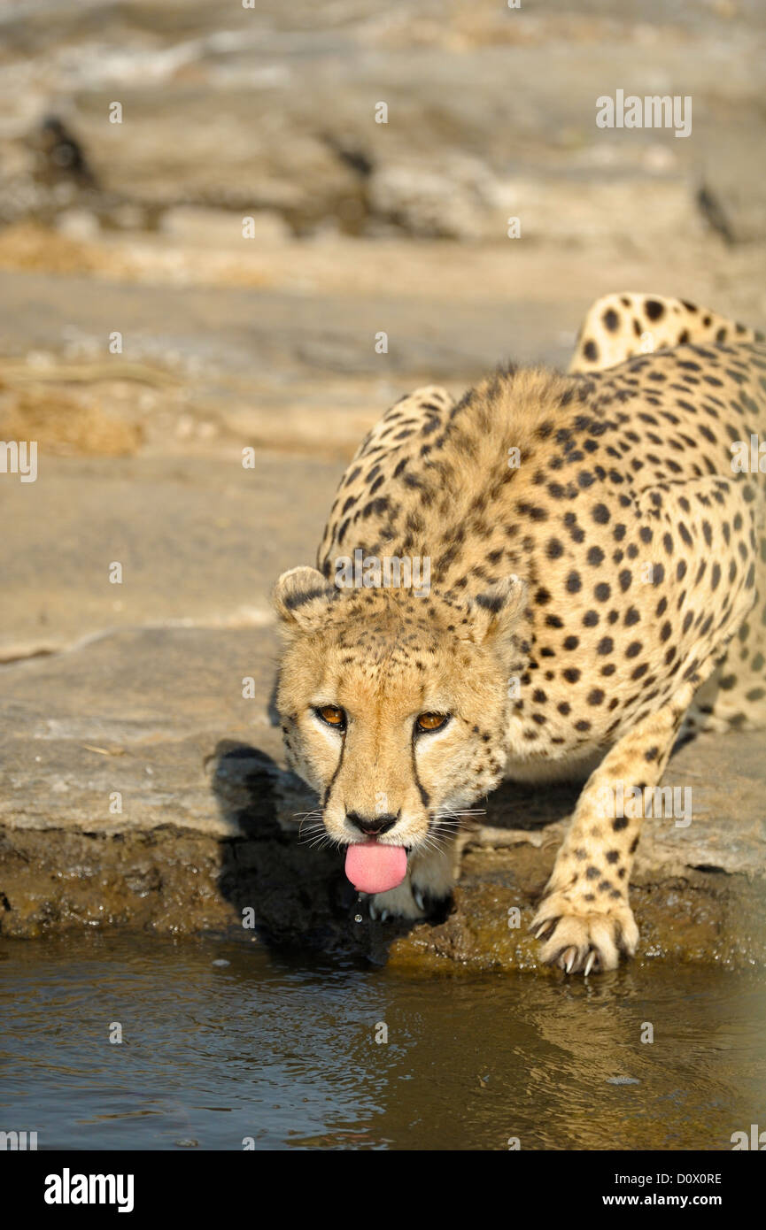 Cheetah drinking water from a rocky pool in Masai Mara Stock Photo - Alamy