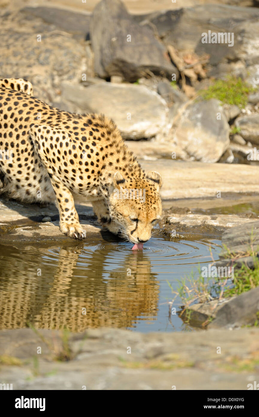 Cheetah drinking water from a rocky pool in Masai Mara Stock Photo - Alamy