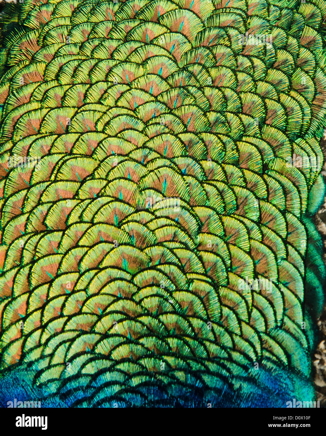 Peacock tail Feathers Stock Photo - Alamy