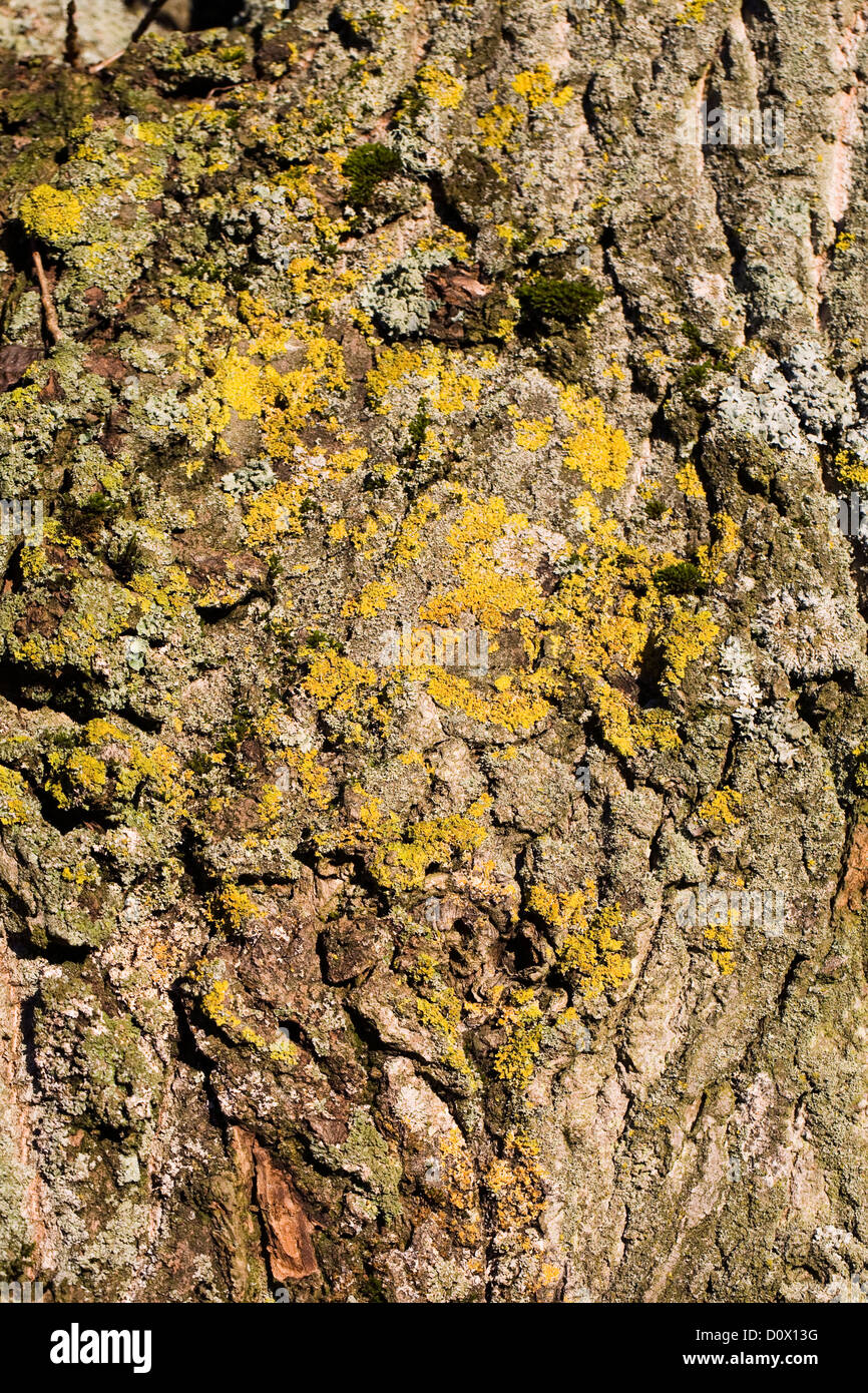 Lichen lichens tree trunk hi-res stock photography and images - Alamy
