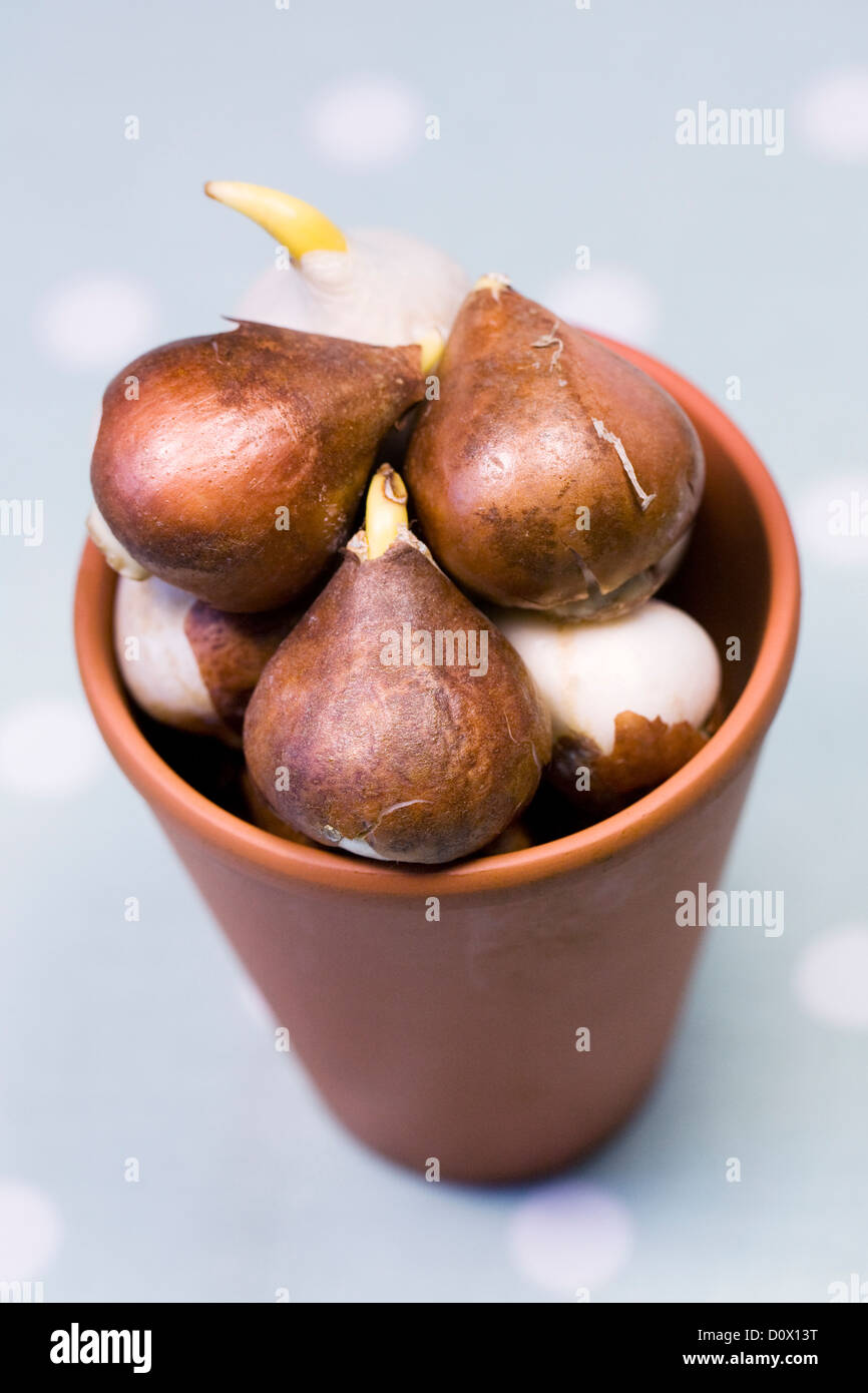 Apricot growing pot hi-res stock photography and images - Alamy