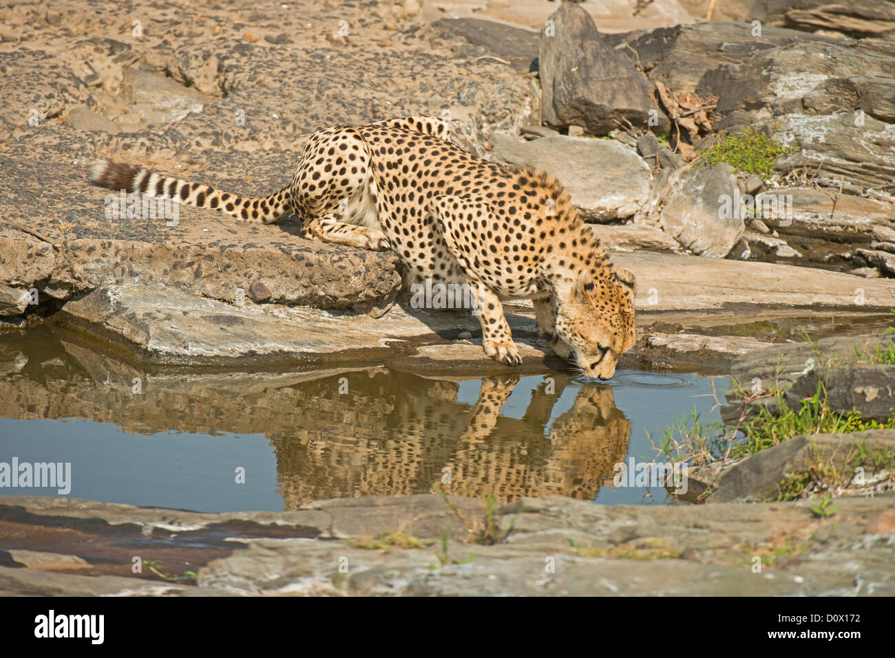 Cheetah drinking water hi-res stock photography and images - Alamy