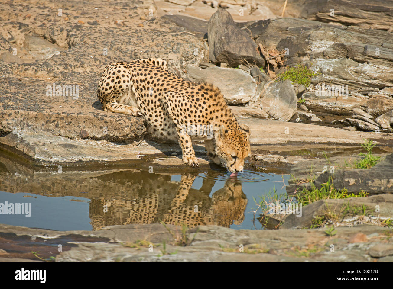 Cheetah drinking water from a rocky pool in Masai Mara Stock Photo - Alamy