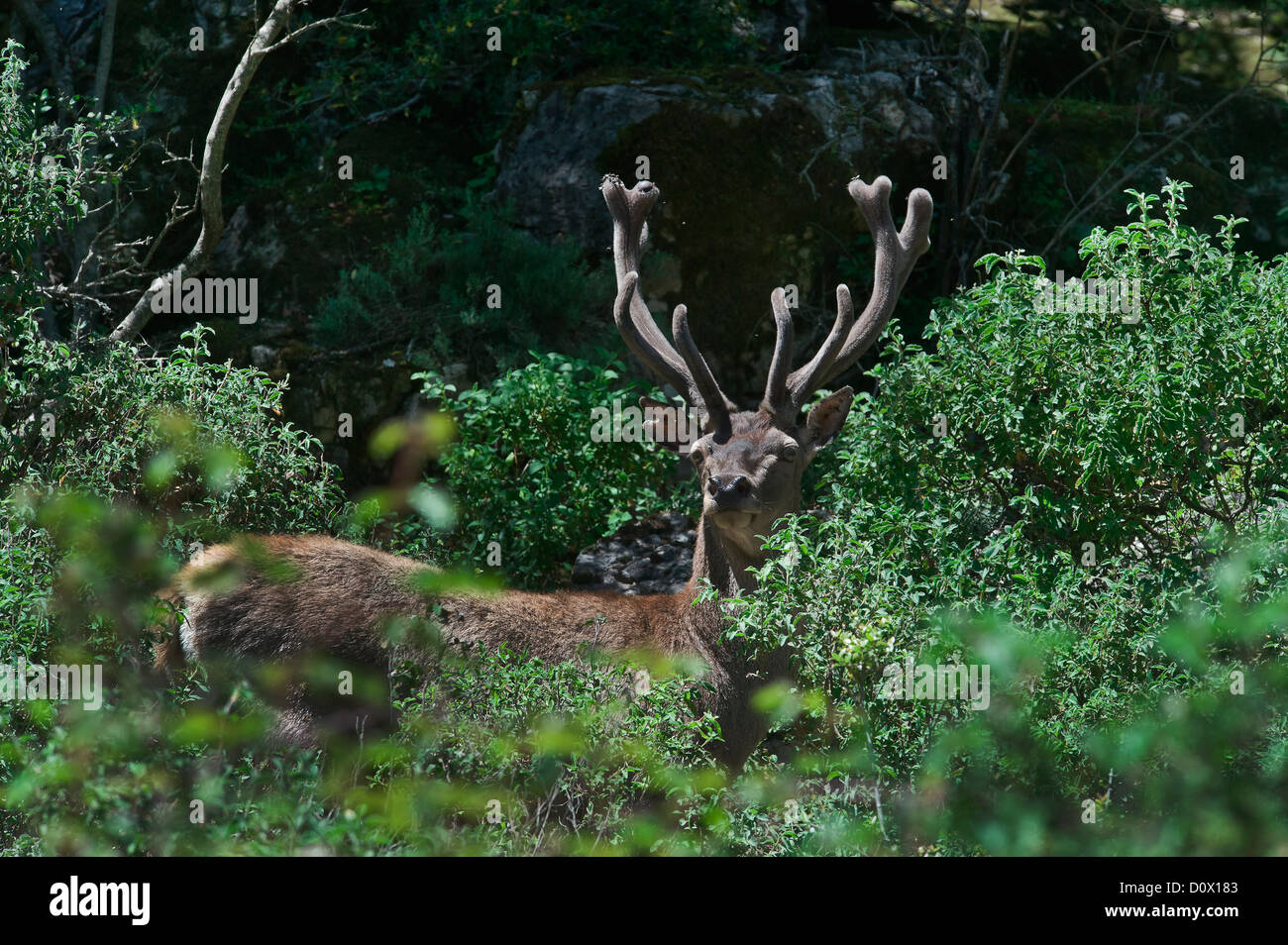 a stag in the wood, Sardinia, Italy Stock Photo - Alamy
