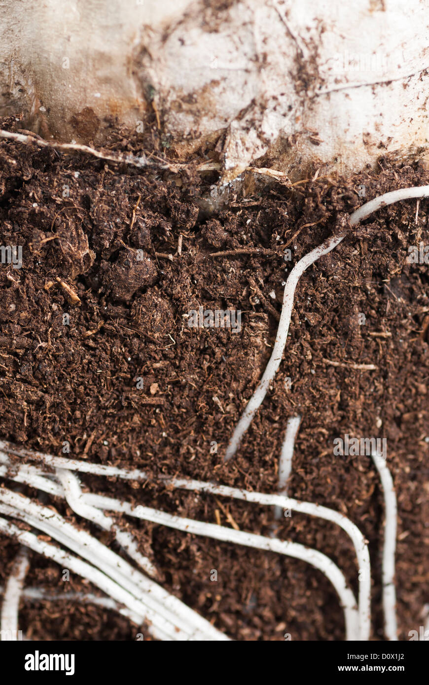 Cross section of soil roots hi-res stock photography and images - Alamy