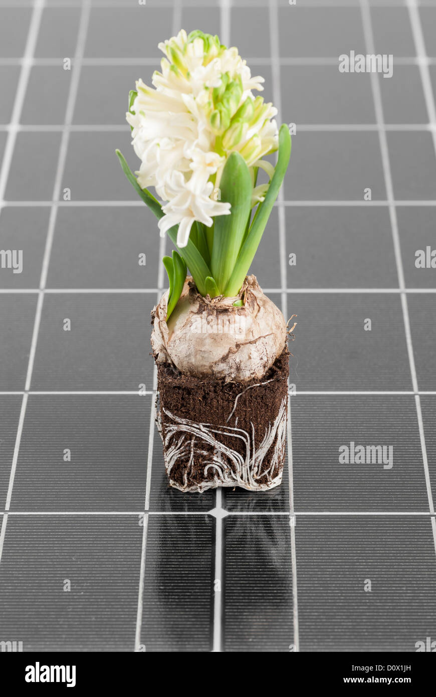 PV solar panel and plant with roots Stock Photo - Alamy