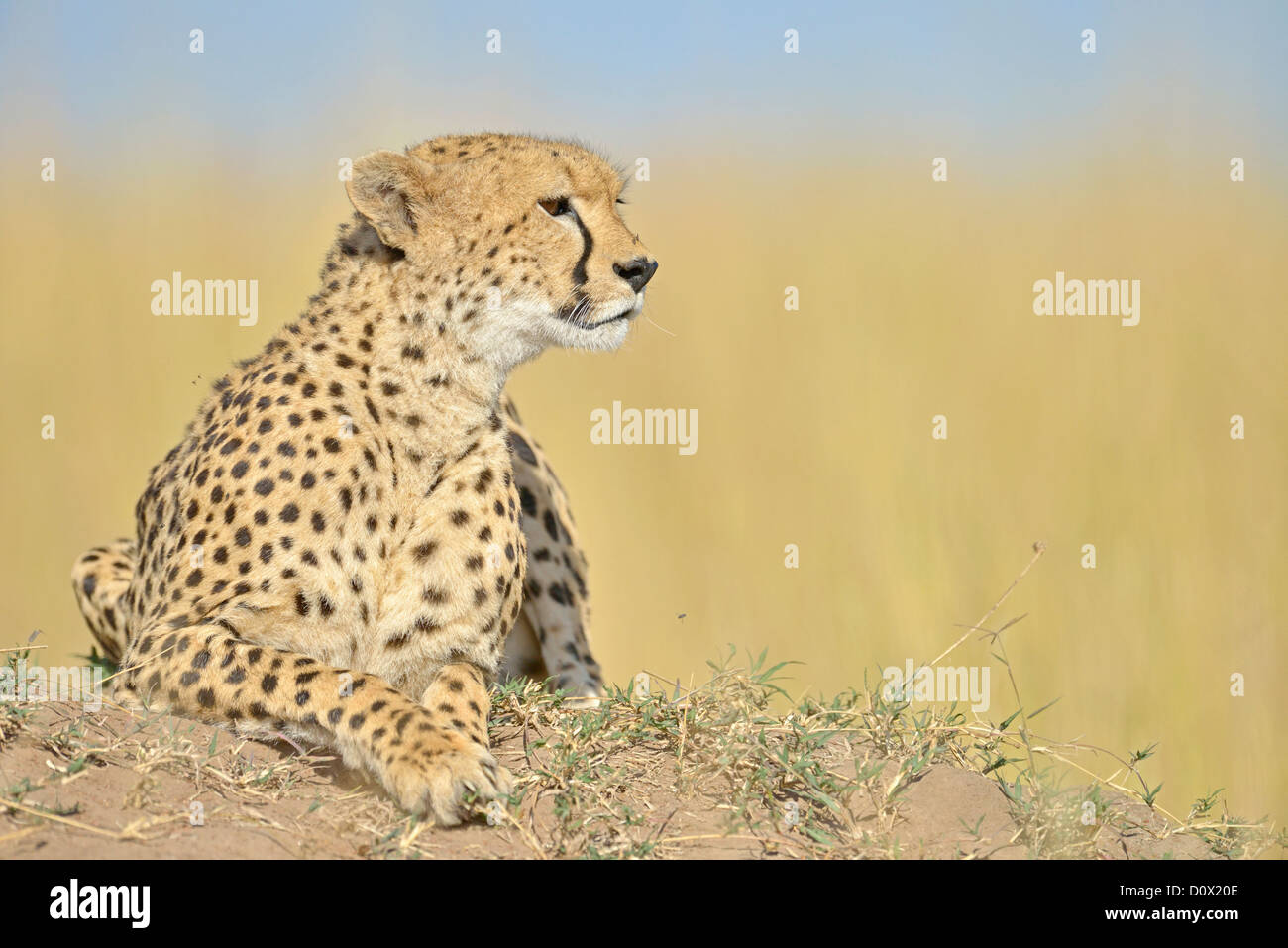 Frontal of a cheetah hi-res stock photography and images - Alamy