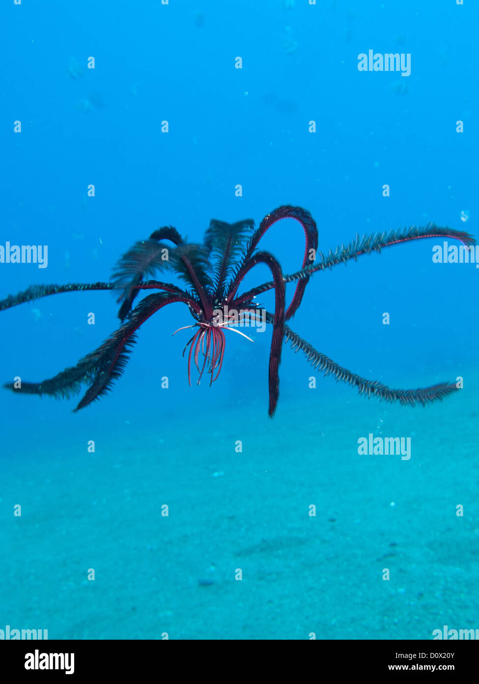 Crinoid crab hi-res stock photography and images - Alamy