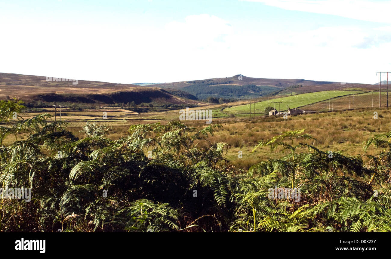Bracken landscape hi-res stock photography and images - Alamy