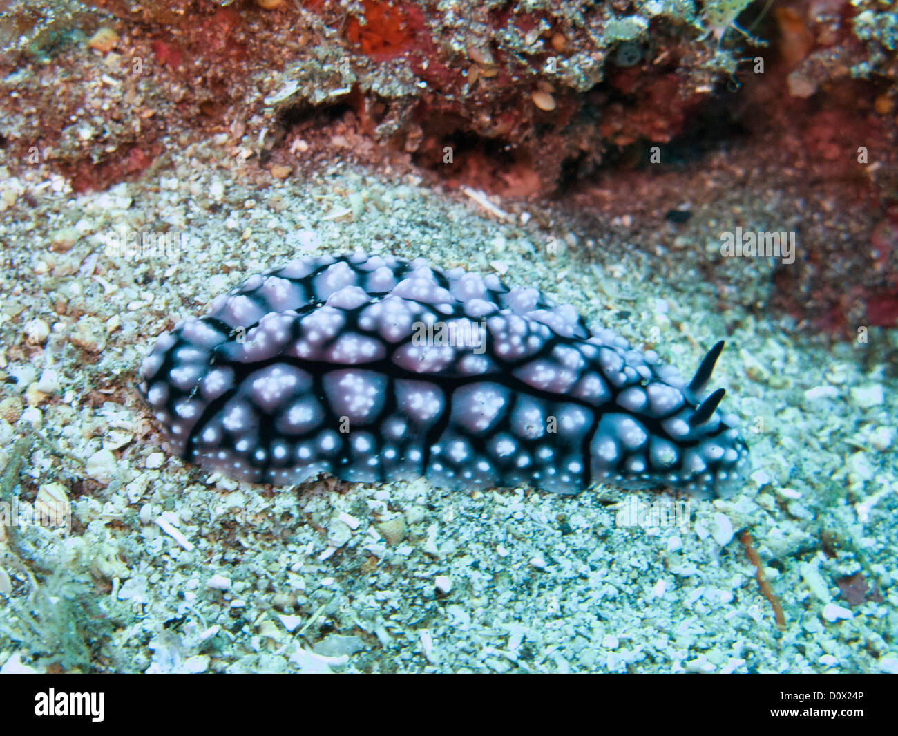 Nudibranch species hi-res stock photography and images - Alamy