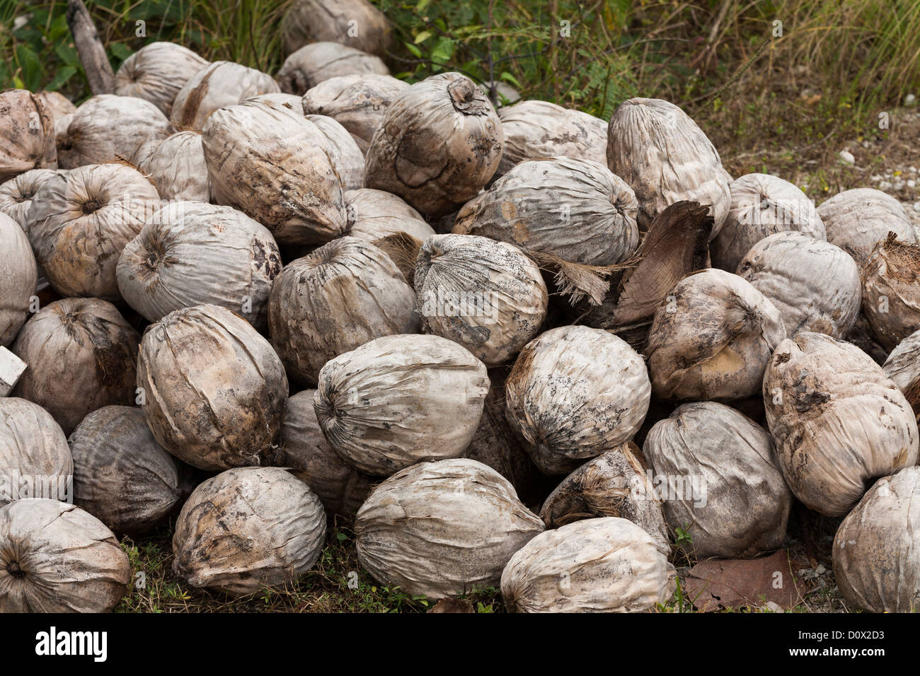 A Pile of Coconuts. A large pile of ripe coconuts with their ...