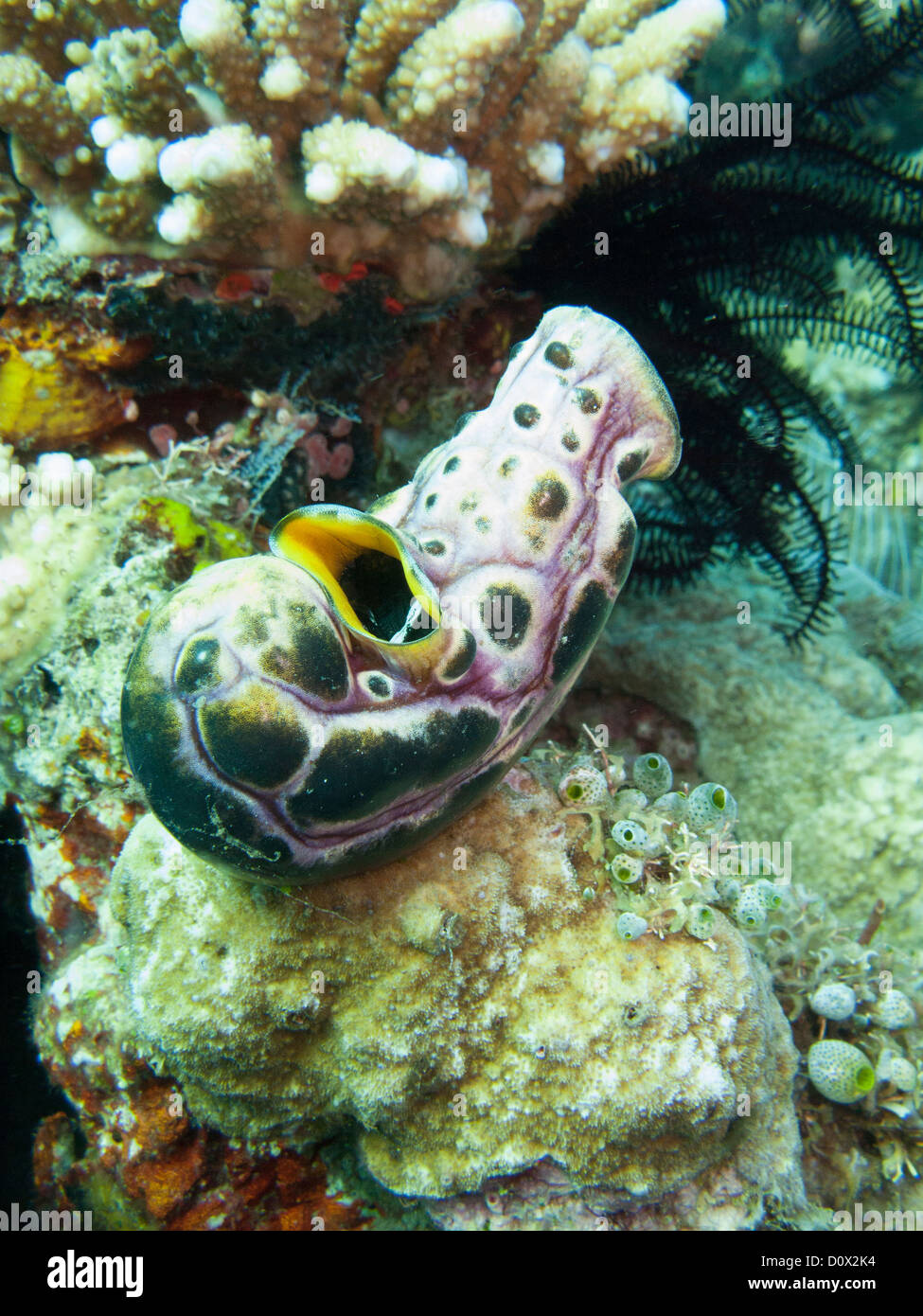 Ascidiacea hi-res stock photography and images - Alamy