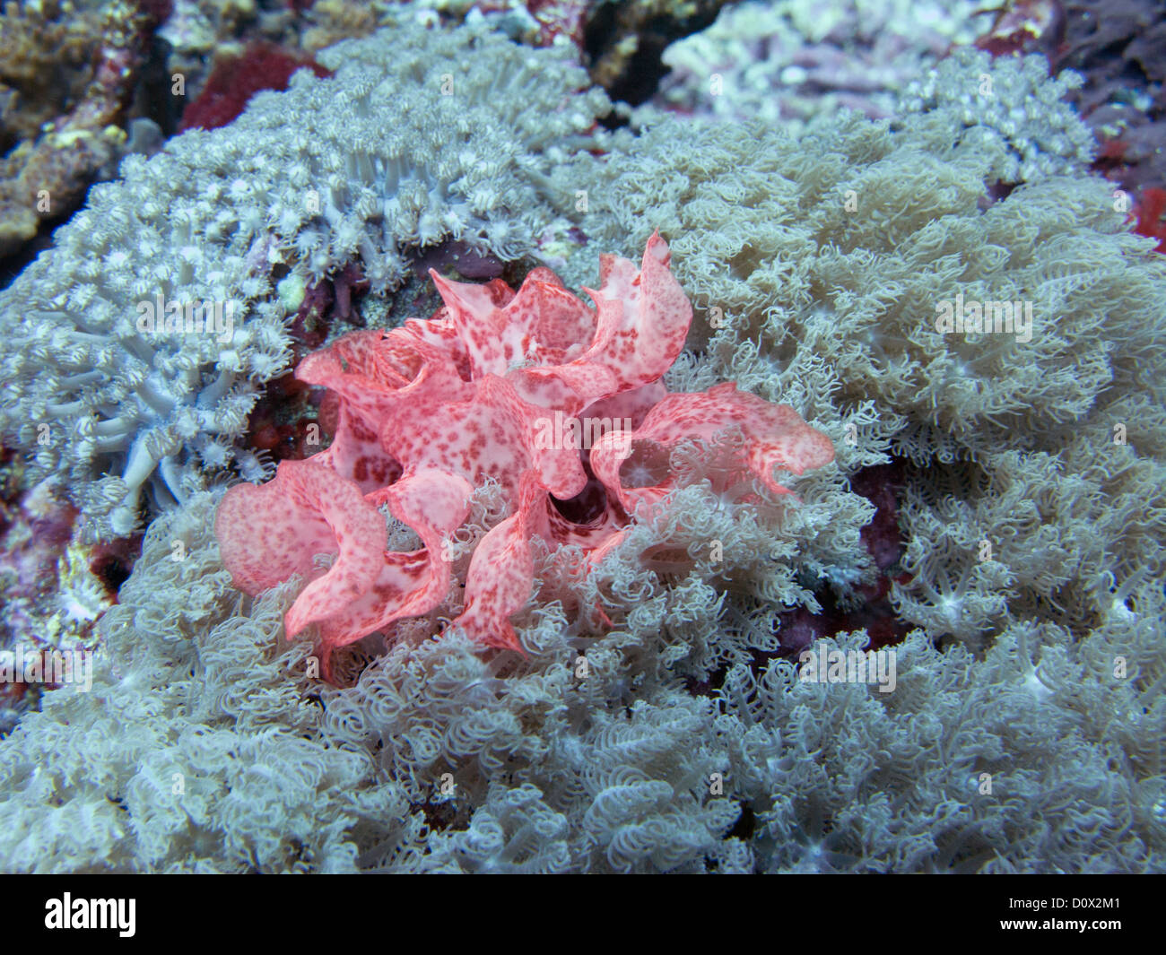 Speckled Nudibranch eggs Stock Photo - Alamy
