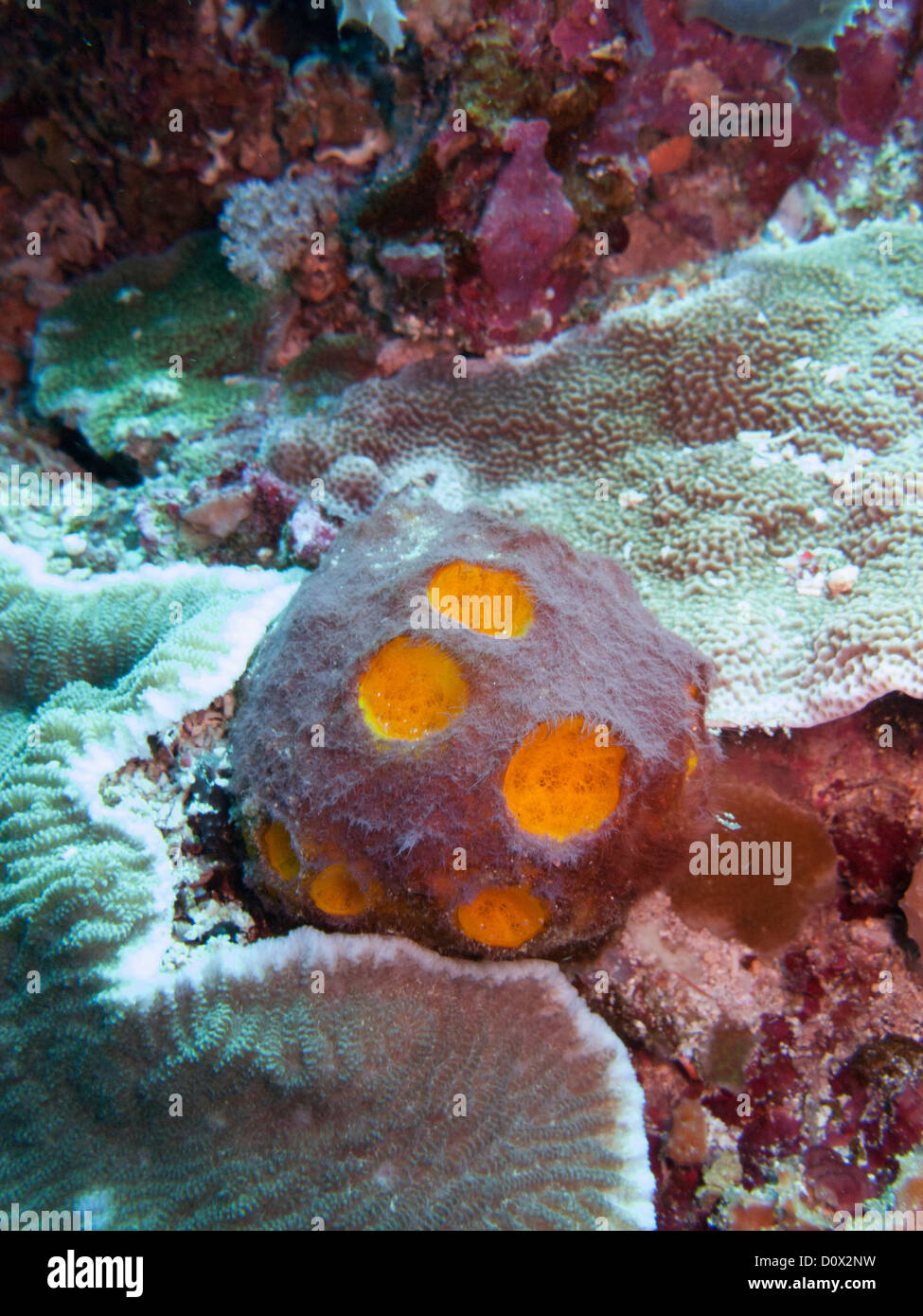 Purple and yellow round sponge Stock Photo - Alamy