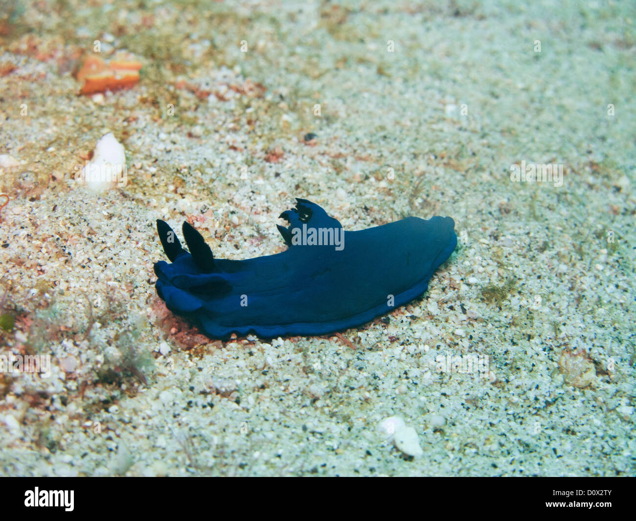 Blue nudibranch hi-res stock photography and images - Alamy